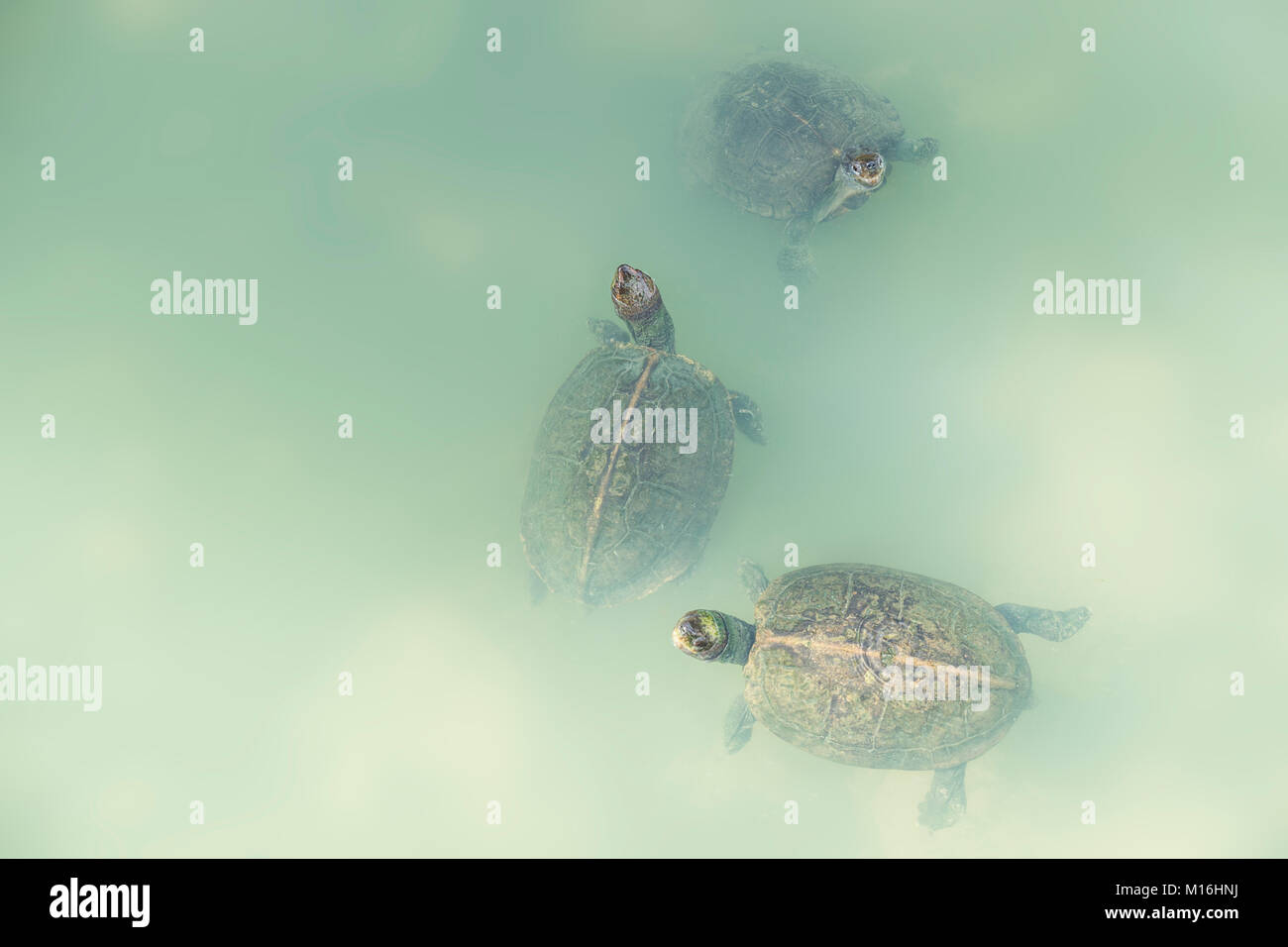 Green turtles malaysia hi-res stock photography and images - Alamy