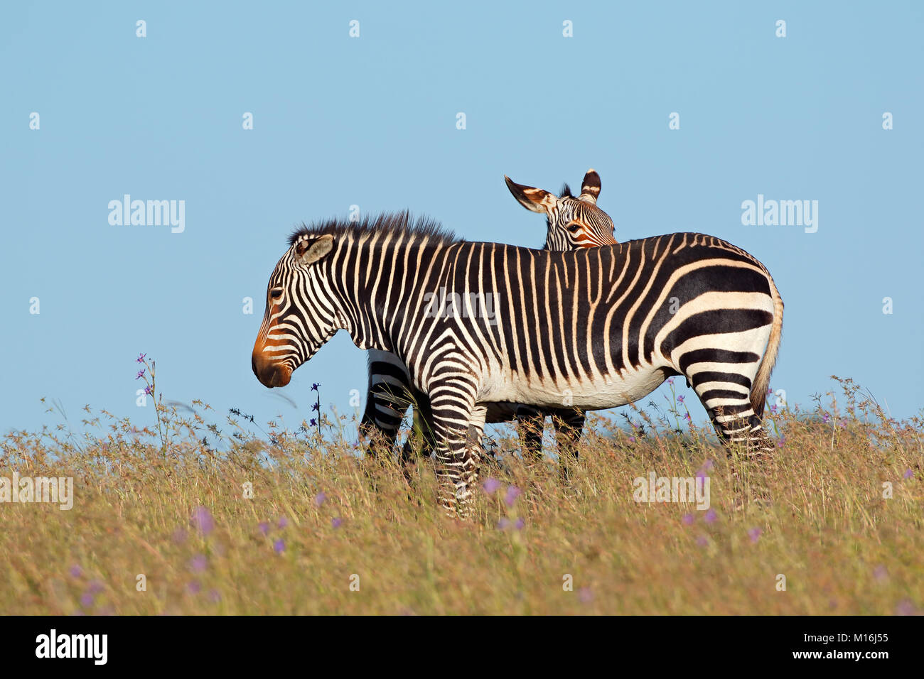Cape mountain zebras (Equus zebra) in grassland, Mountain Zebra ...