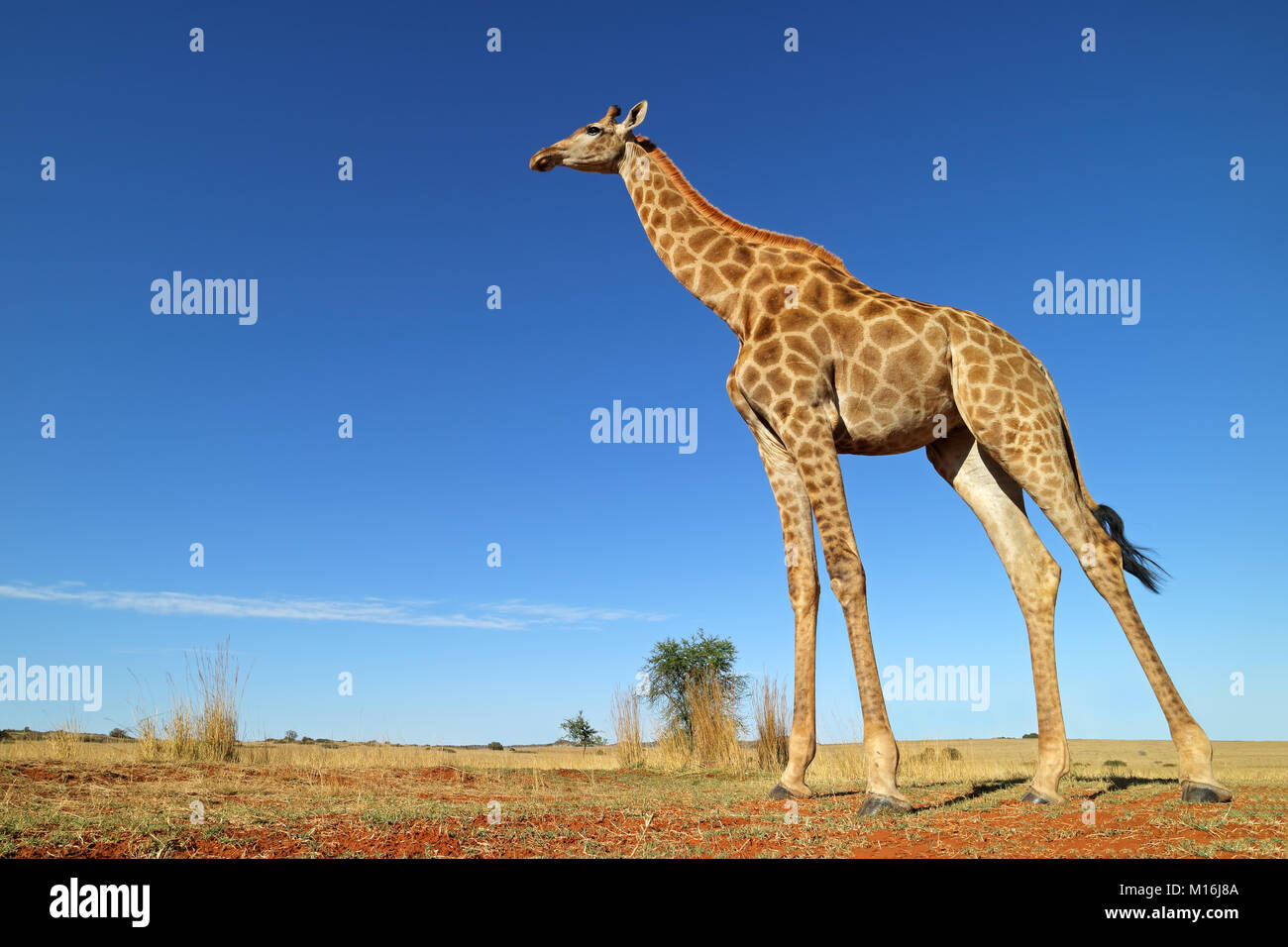 Giraffe legs hi-res stock photography and images - Alamy