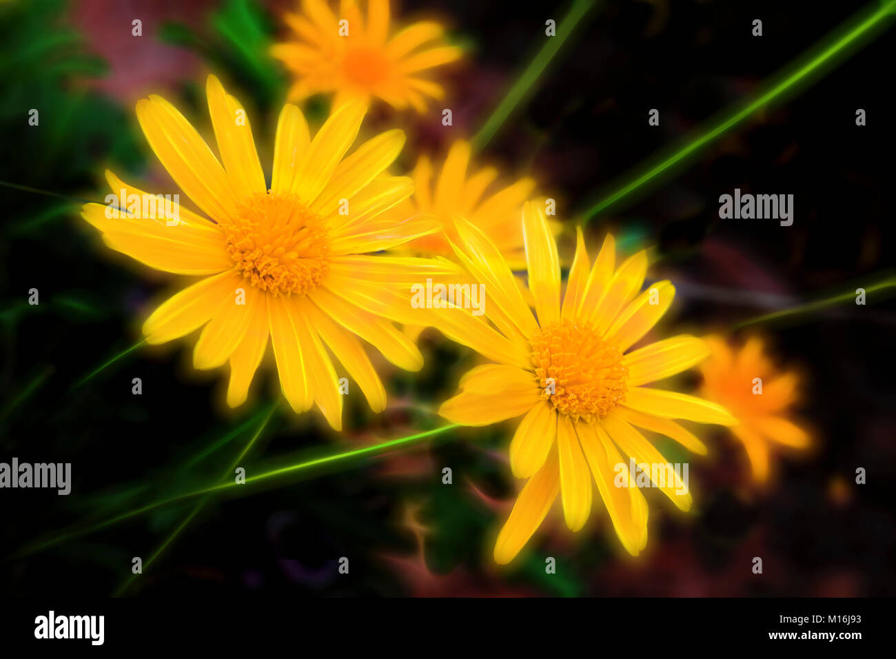 Colorful yellow flower hi-res stock photography and images - Alamy