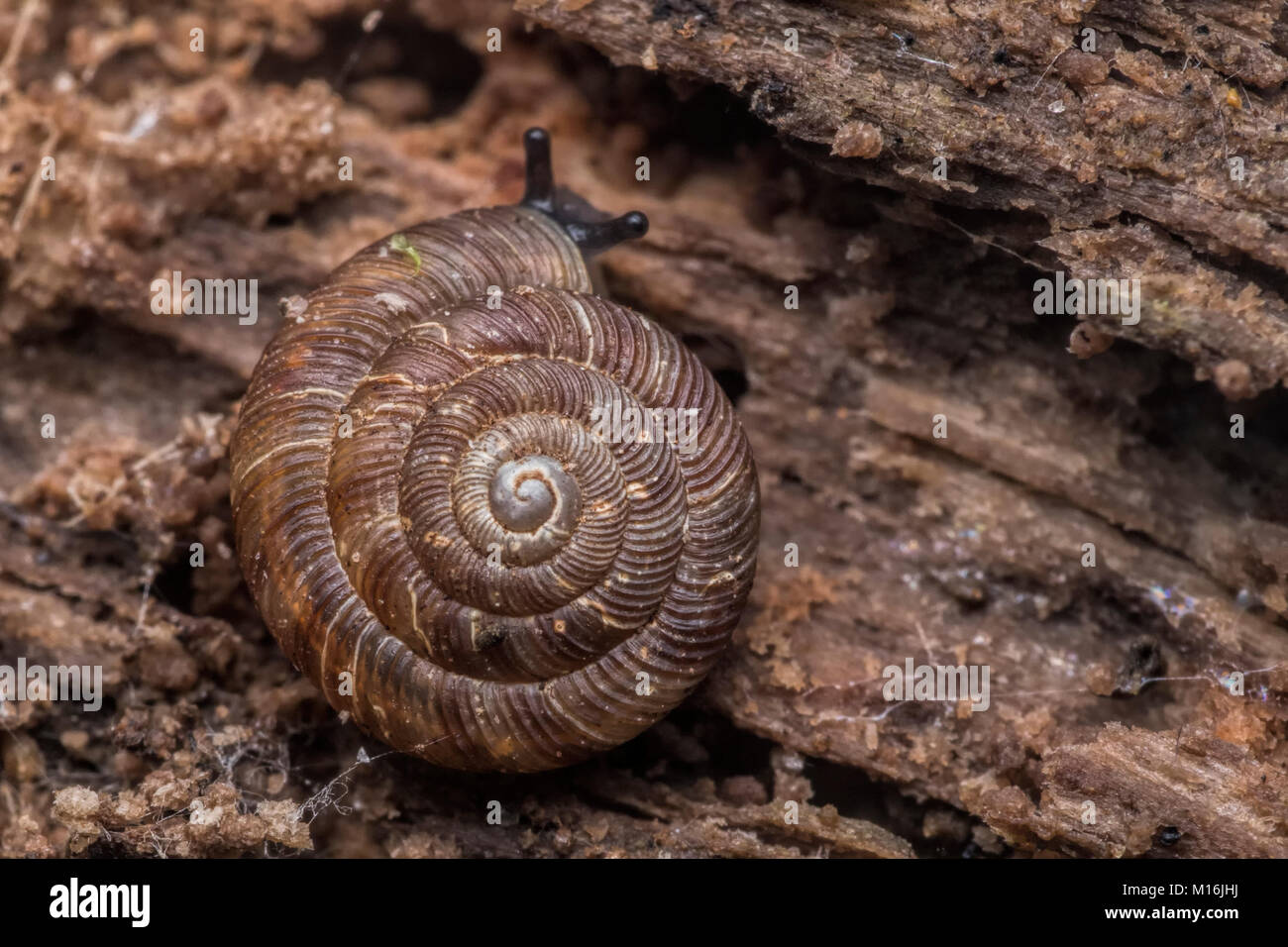 Rounded snail (Discus rotundatus) on the underside of a piece of rotten ...