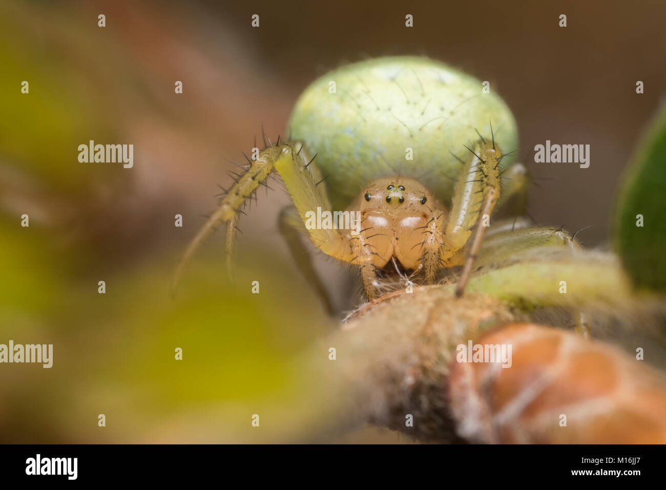 Cucumber Green Orb Spider (Araniella sp.) resting on the branch of a ...