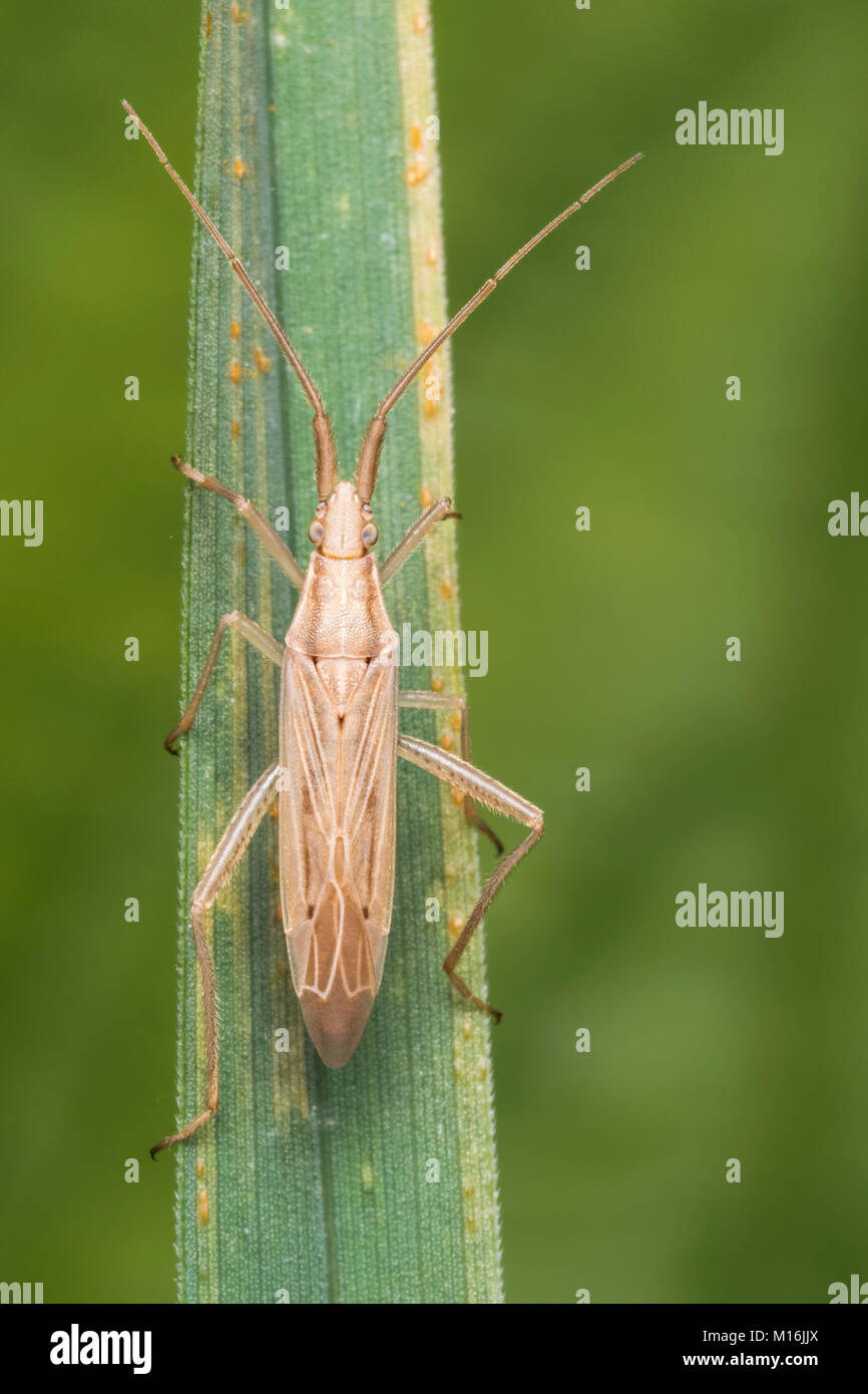 Grass Bug (Stenodema laevigata) resting on a blade of grass. Cahir ...