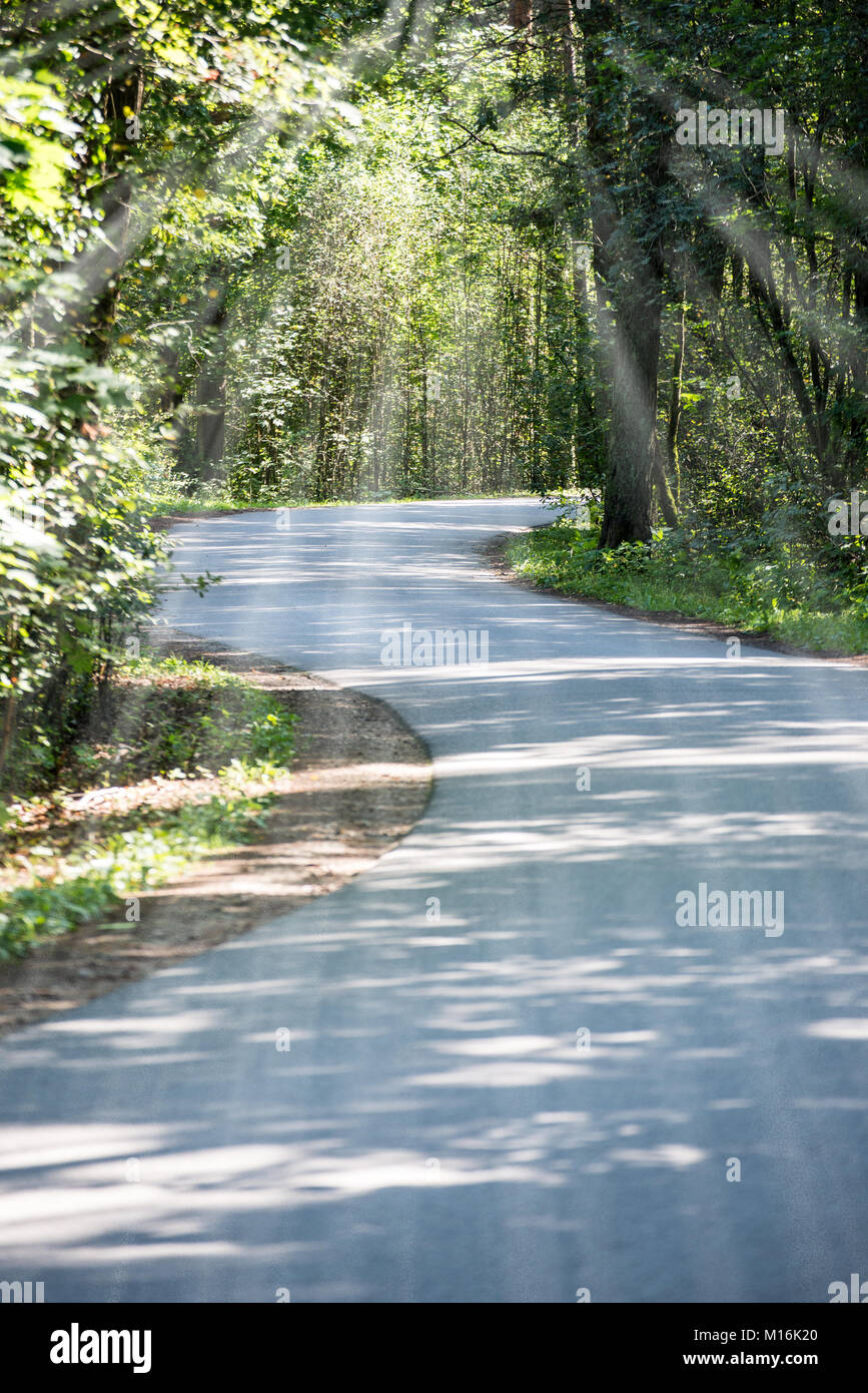 slightly lit road in the forest - light rays effect Stock Photo - Alamy