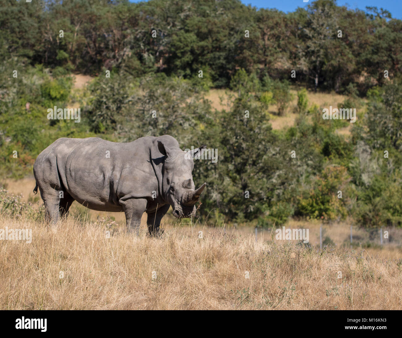 Rinos hi-res stock photography and images - Alamy