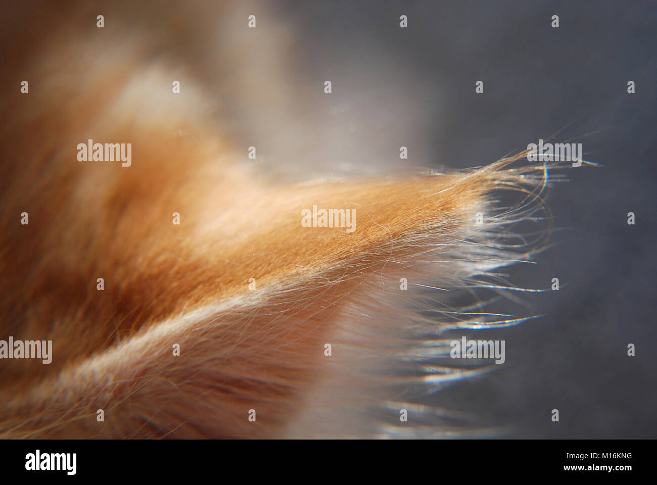 Abstract ginger pattern hi-res stock photography and images - Alamy