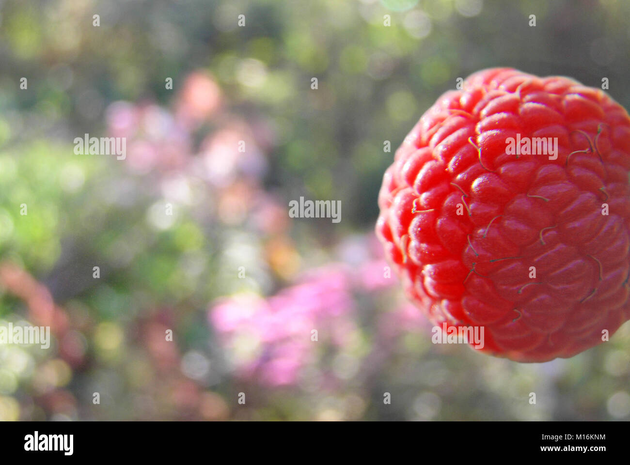 raspberry on a flower background Stock Photo - Alamy
