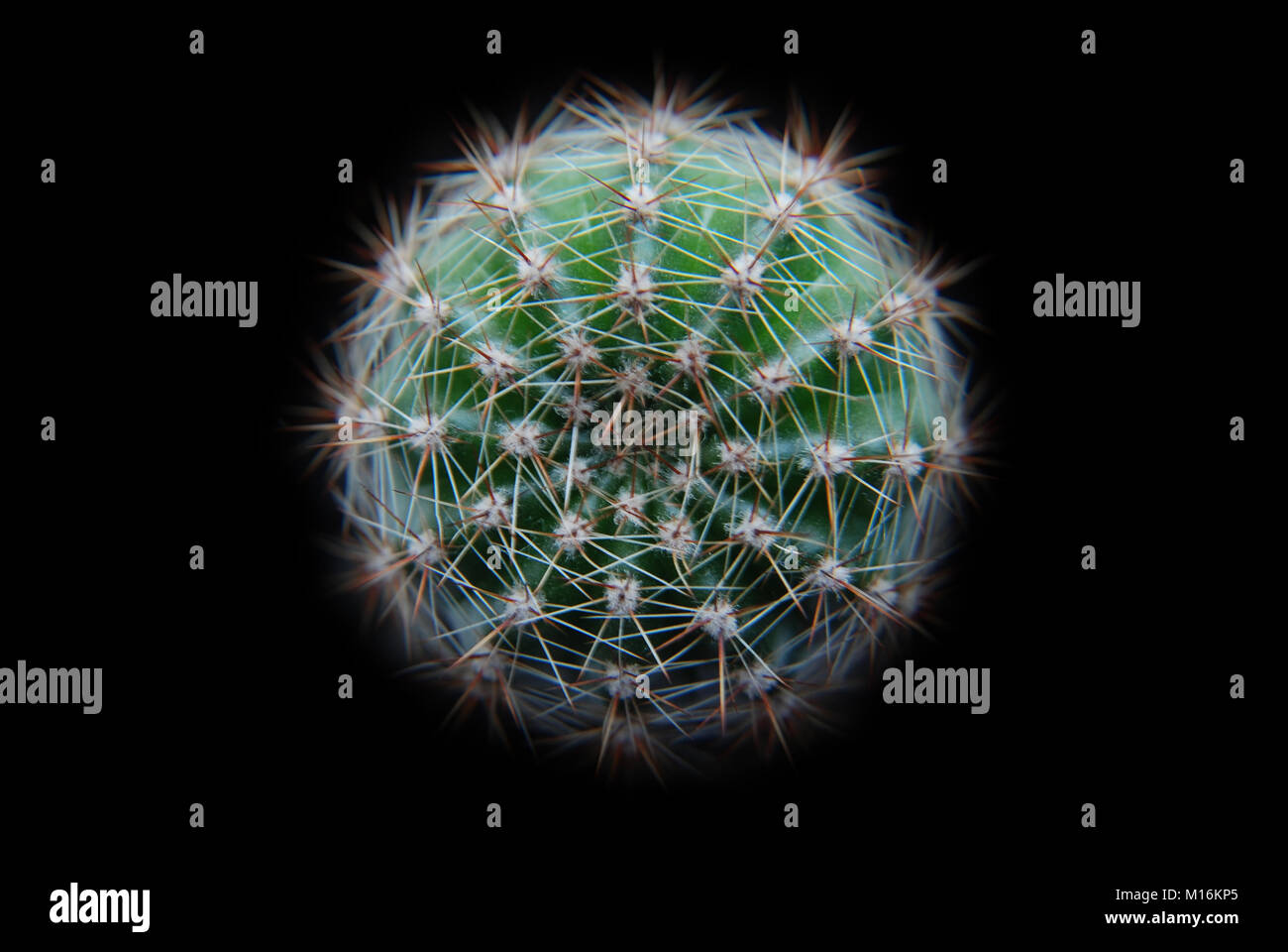 Round cactus on a black background Stock Photo - Alamy