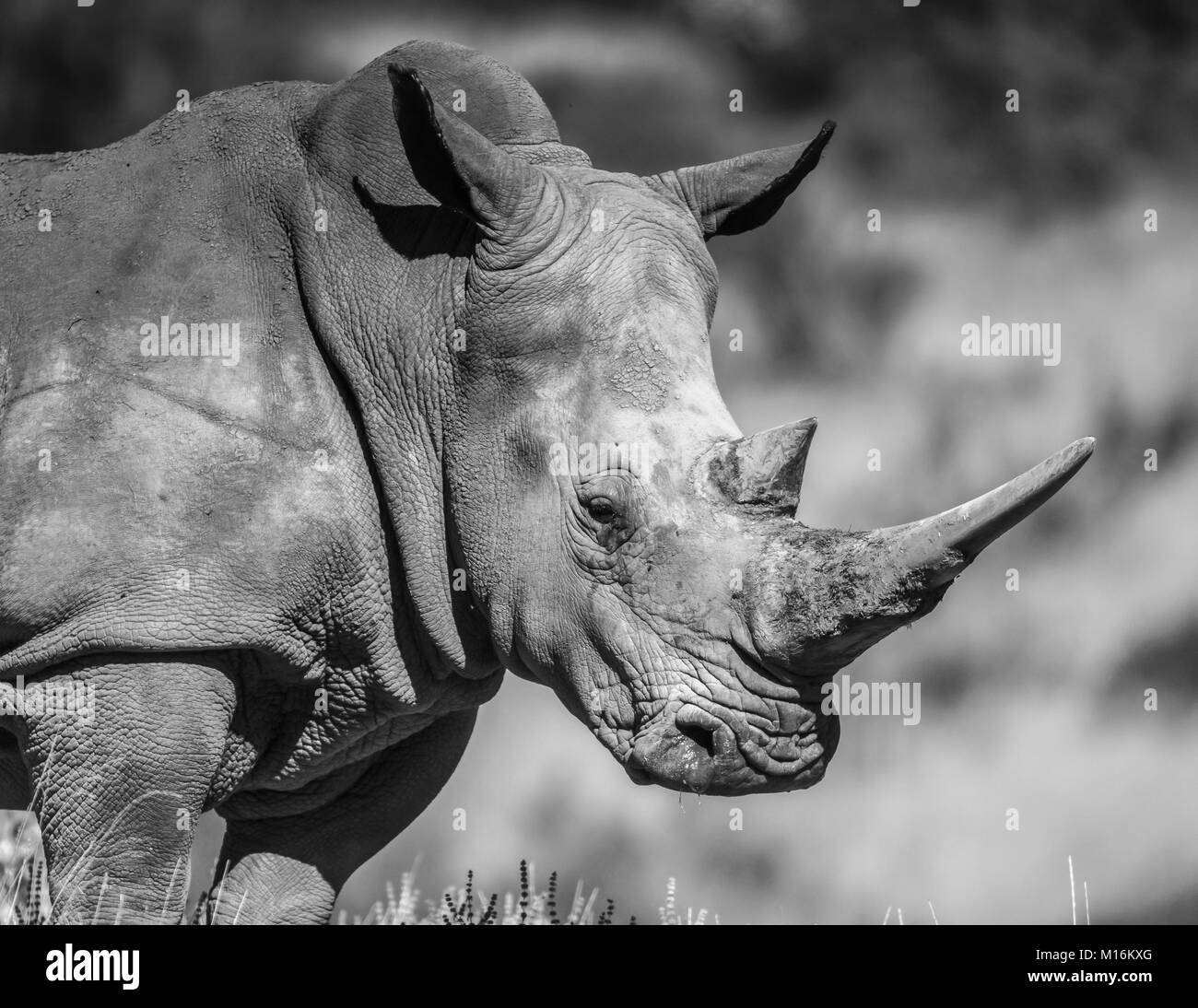 Rinos in the grassland Stock Photo - Alamy