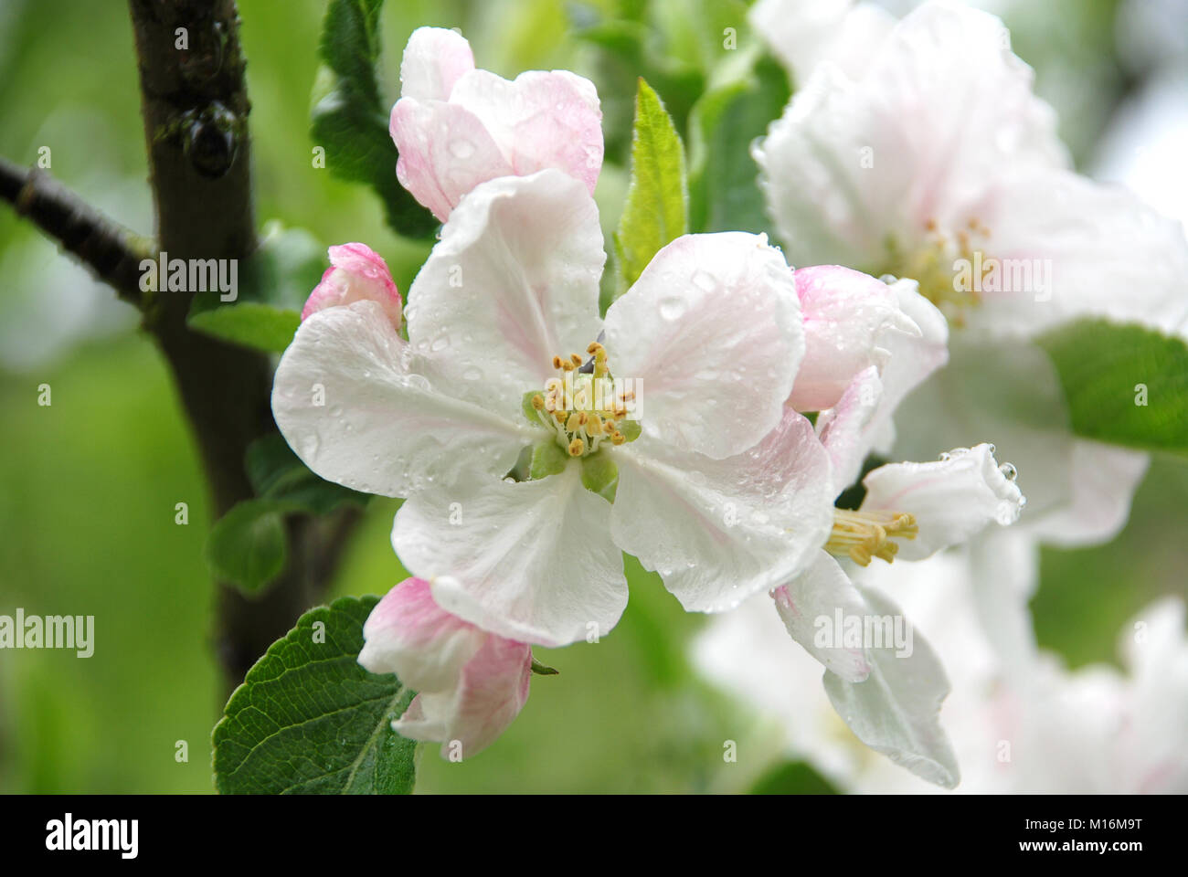 White flowers on a green background Stock Photo - Alamy