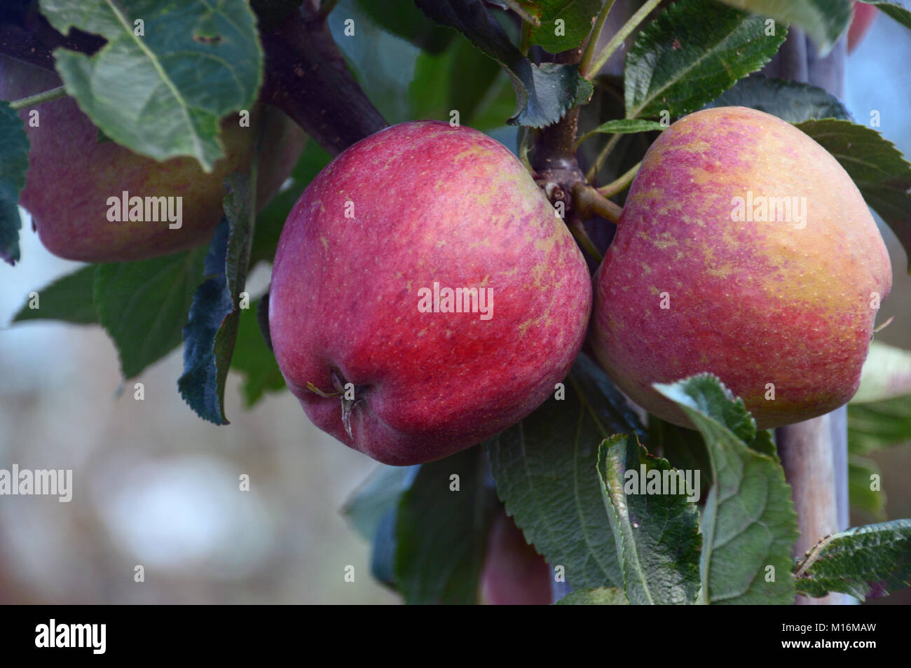 A Pair of Red Captain Kidd Apples Hanging on a Branch in the Orchard at ...