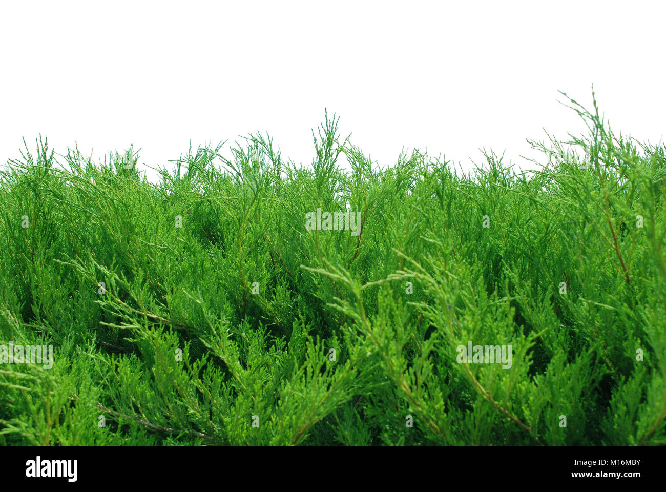 green bushes isolated on white background Stock Photo - Alamy
