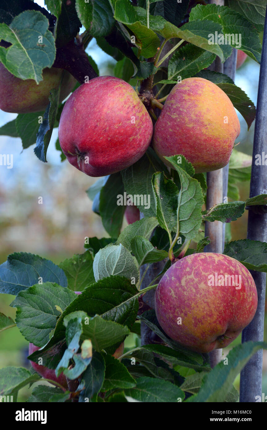 Three Red Captain Kidd Apples Hanging on a Branch in the Orchard at RHS ...