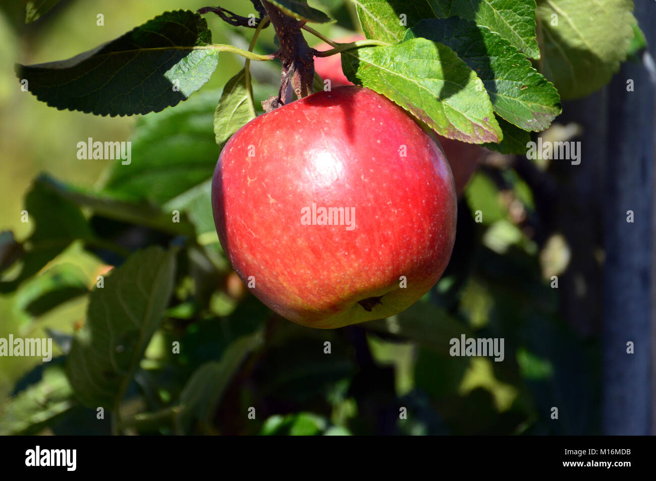 Single Red (Ellison Orange) Apple Hanging on a Branch in the Orchard at ...