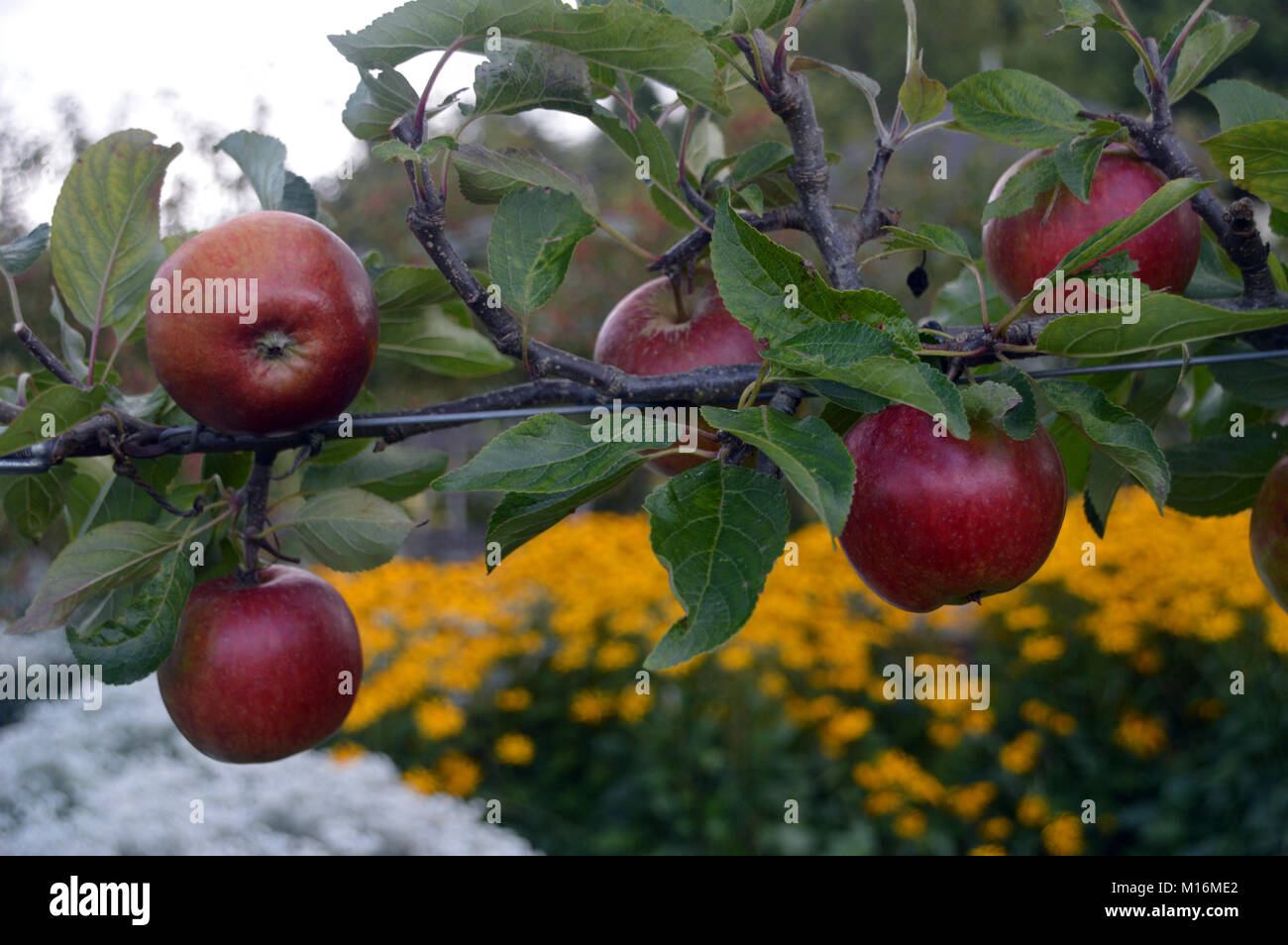 Five Red Captain Kidd Apples Hanging on a Branch in the Orchard at RHS ...