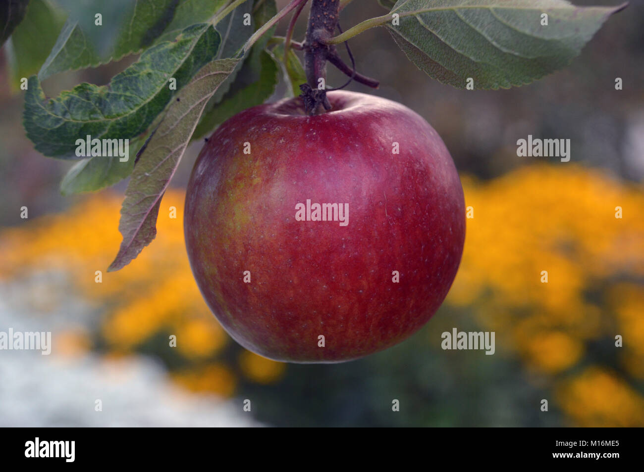 A Single Red Captain Kidd Apple Hanging on a Branch in the Orchard at ...