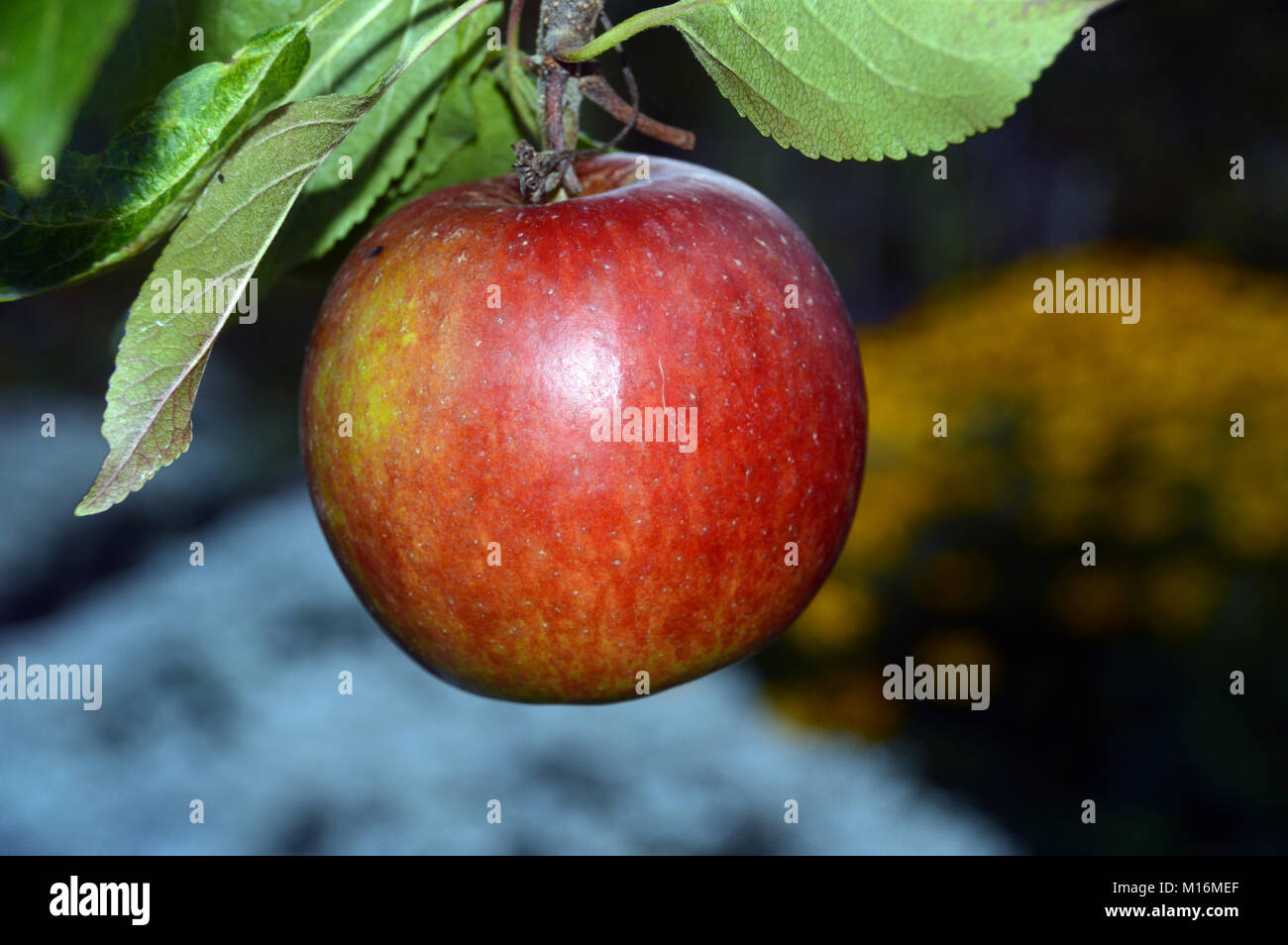 A Single Red Captain Kidd Apple Hanging on a Branch in the Orchard at ...
