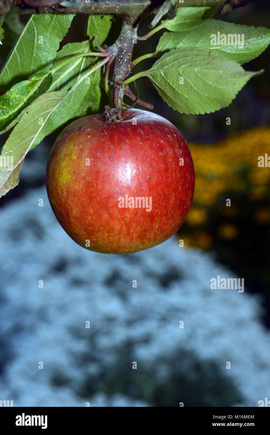 A Single Red Captain Kidd Apple Hanging on a Branch in the Orchard at ...