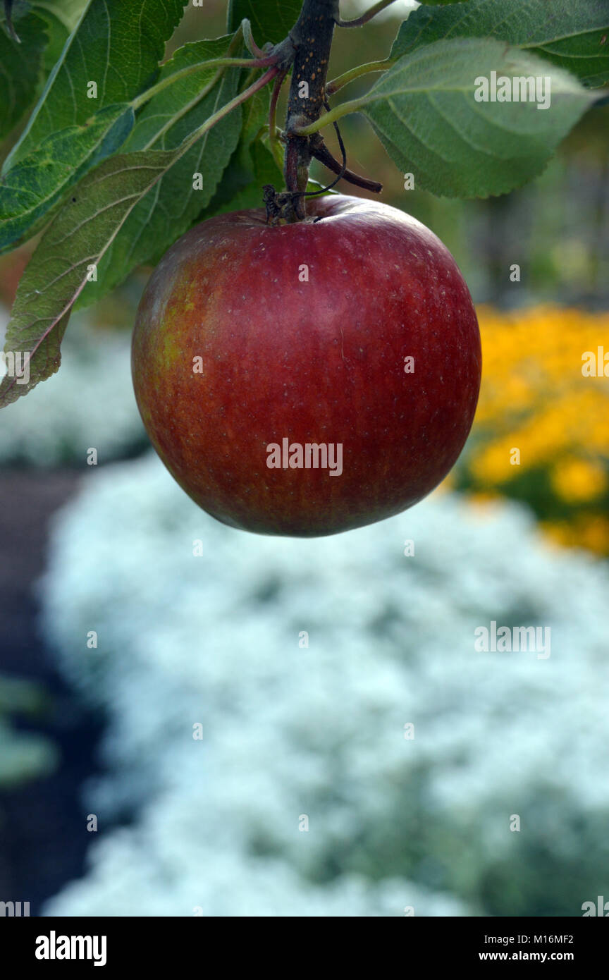 A Single Red Captain Kidd Apple Hanging on a Branch in the Orchard at ...