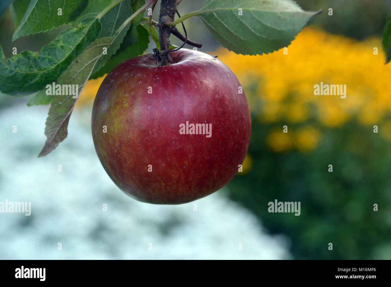 A Single Red Captain Kidd Apple Hanging on a Branch in the Orchard at ...