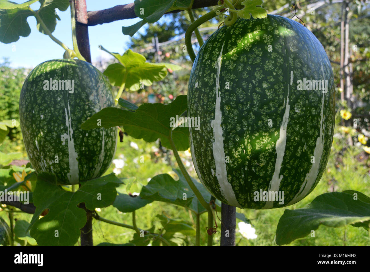 Fig Leaf Gourd (Cucurbita Ficifolia) Growing in Vegetable Garden at RHS ...