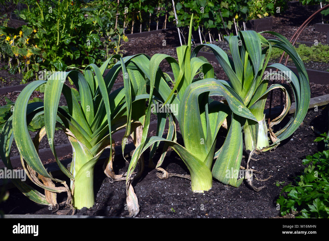 Cumbrian Sammy Cross Leeks Grown in a Raised Bed in the Allotment at ...