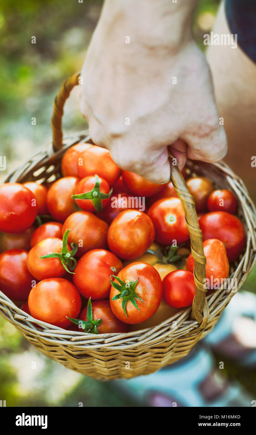 Tomato harvest. Farmers hands with freshly harvested tomatoes Stock Photo - Alamy