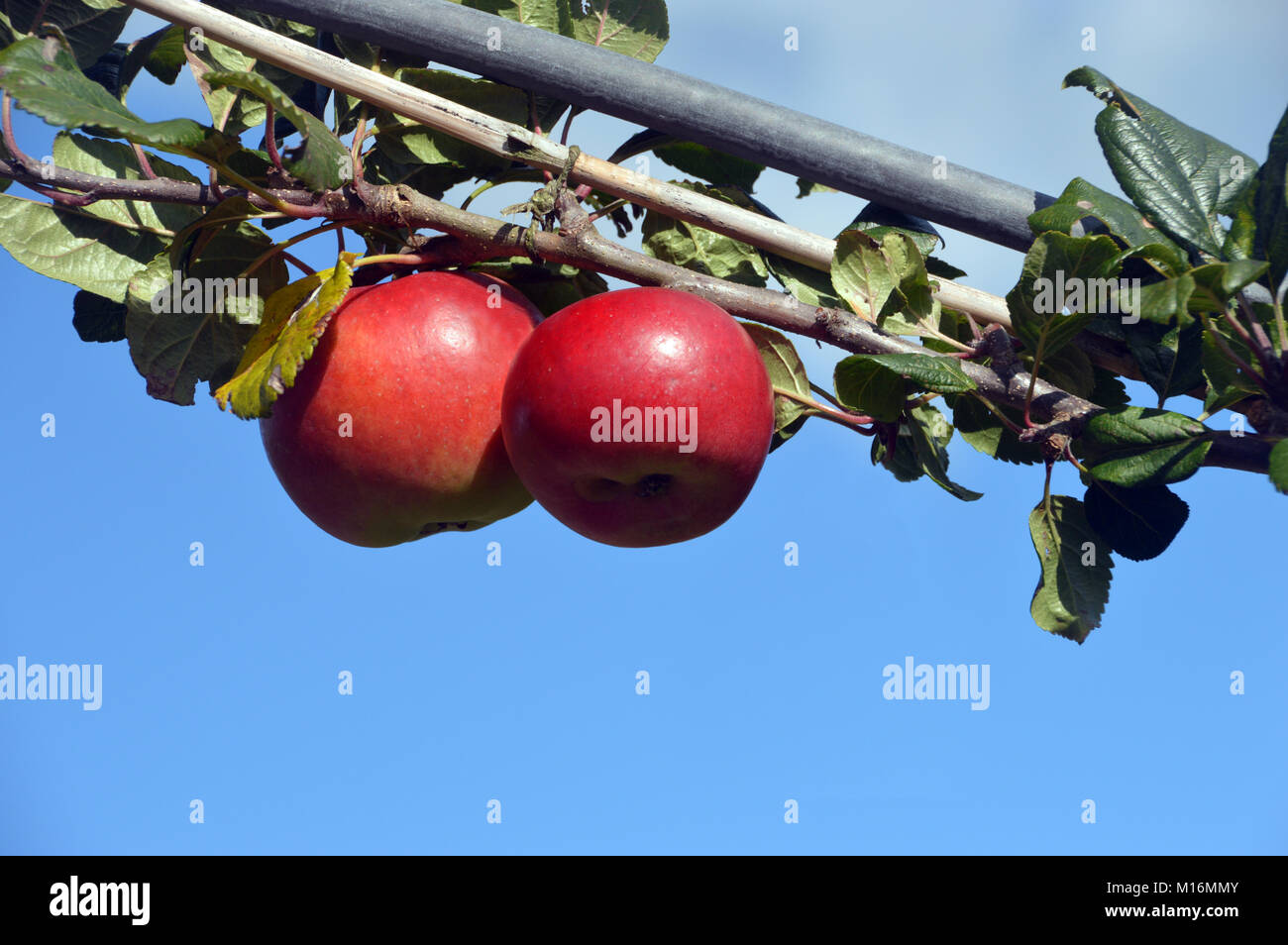 Red devil apple hi-res stock photography and images - Alamy