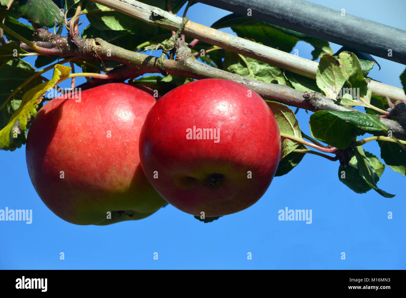 A Pair of Red Devil Apples Hanging on a Branch in the Orchard at RHS ...