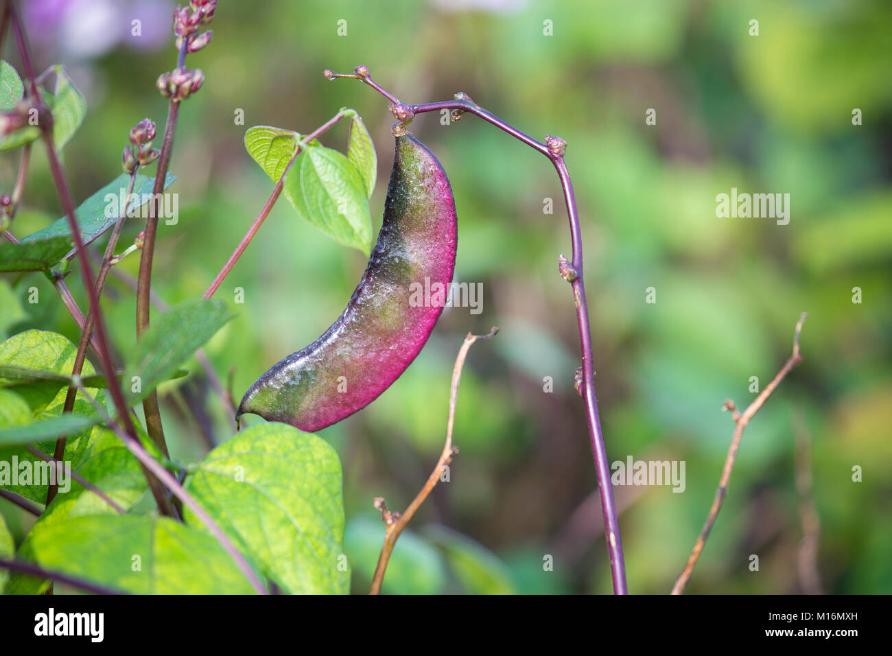 Purple green Lablab Dolichos Bean on tree Stock Photo - Alamy