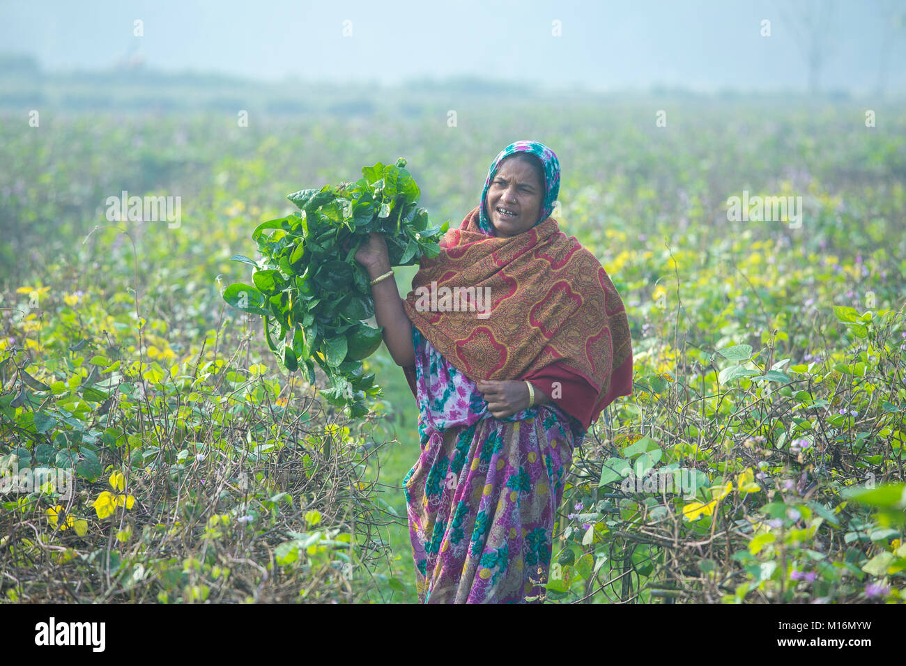 A village woman carrying Handful fresh Basella alba (pui shak) at ...