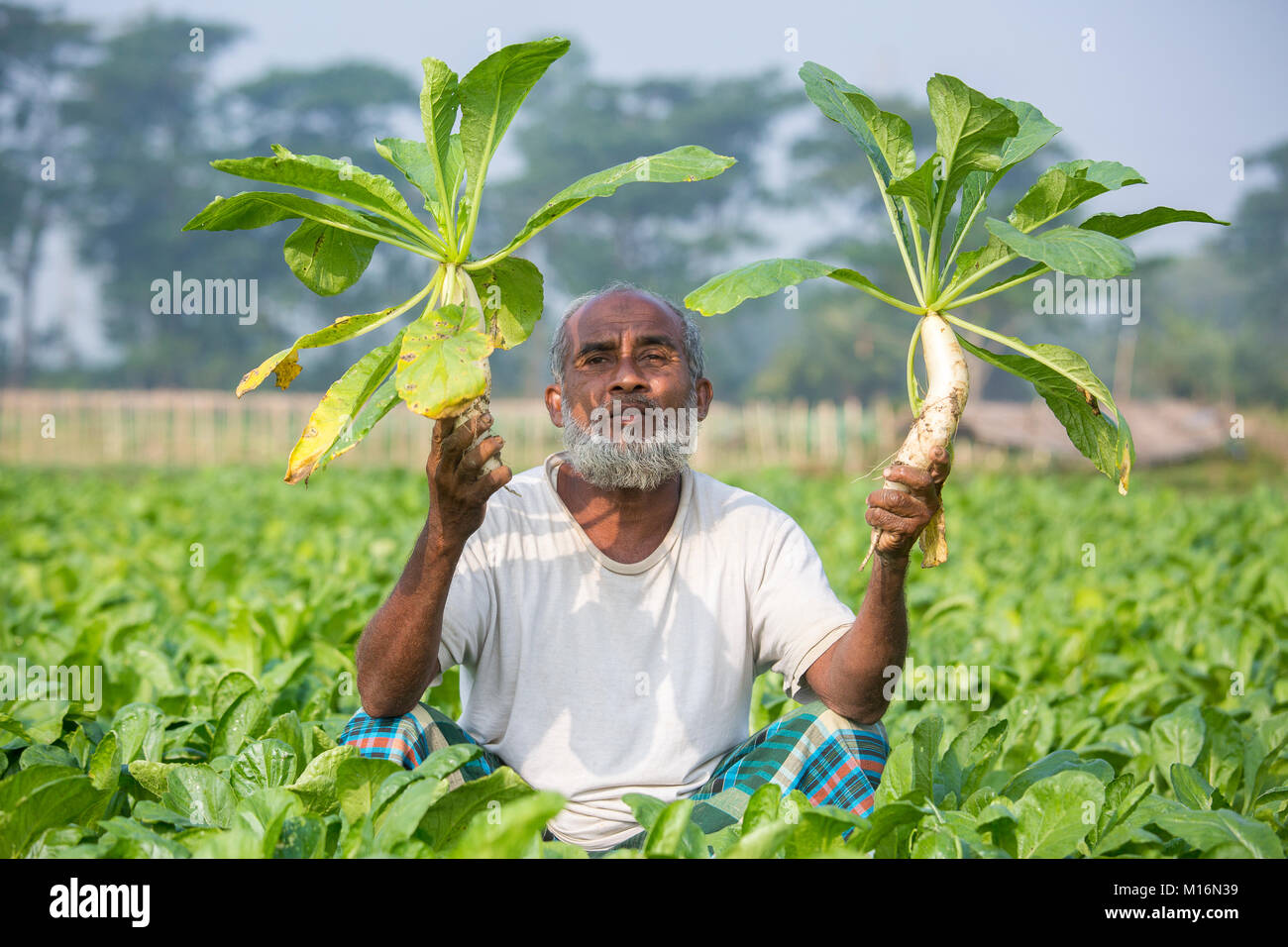 White radish farmer in the field at Jessore, Bangladesh Stock Photo - Alamy
