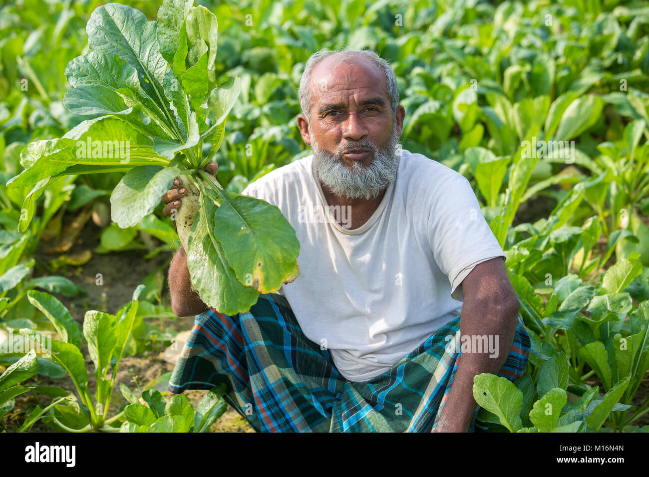 White radish farmer in the field at Jessore, Bangladesh Stock Photo - Alamy