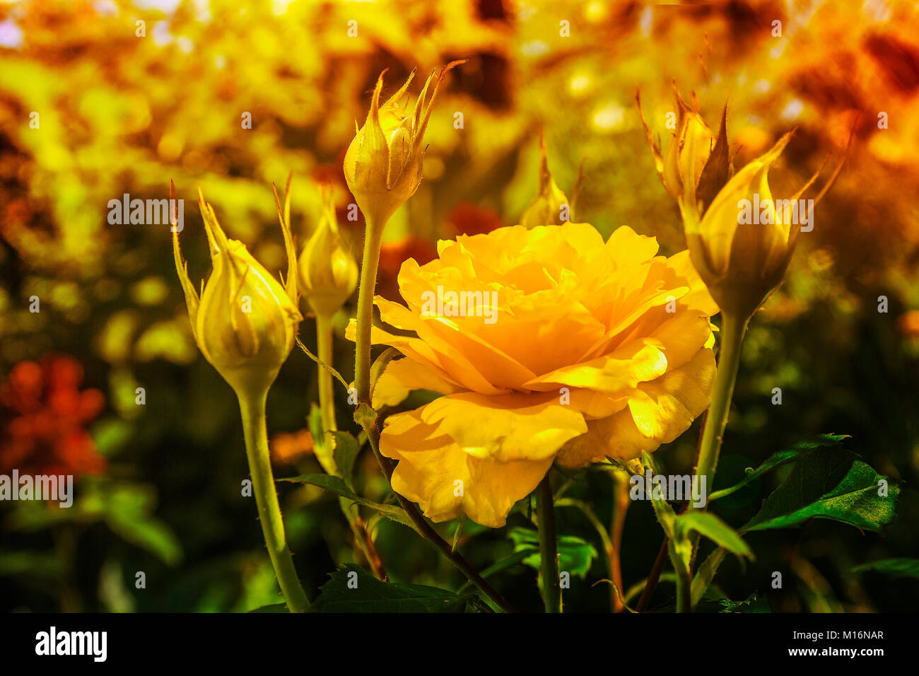 Beautiful yellow rose bud hi-res stock photography and images - Alamy