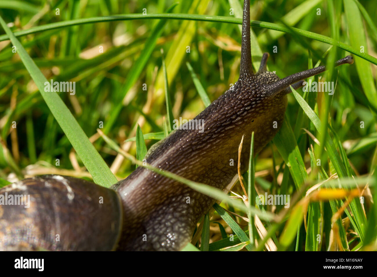 A common garden snail (Cornu aspersum) travelling through blades of ...