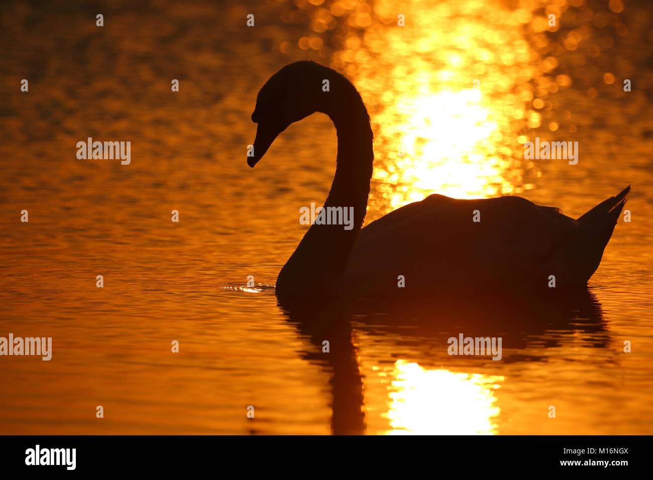 Swan silhouette hi-res stock photography and images - Alamy