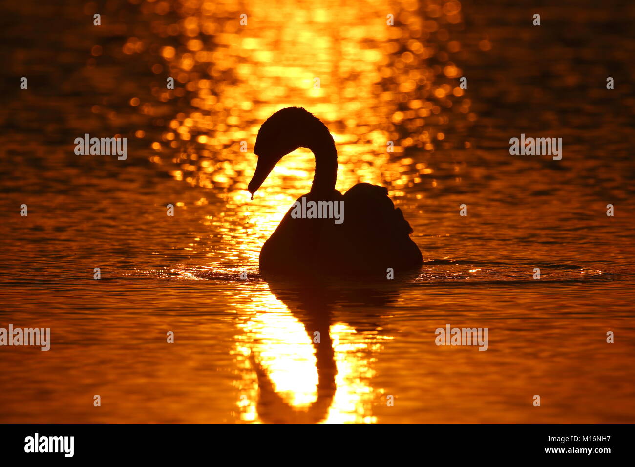 Swan Silhouette High Resolution Stock Photography and Images - Alamy