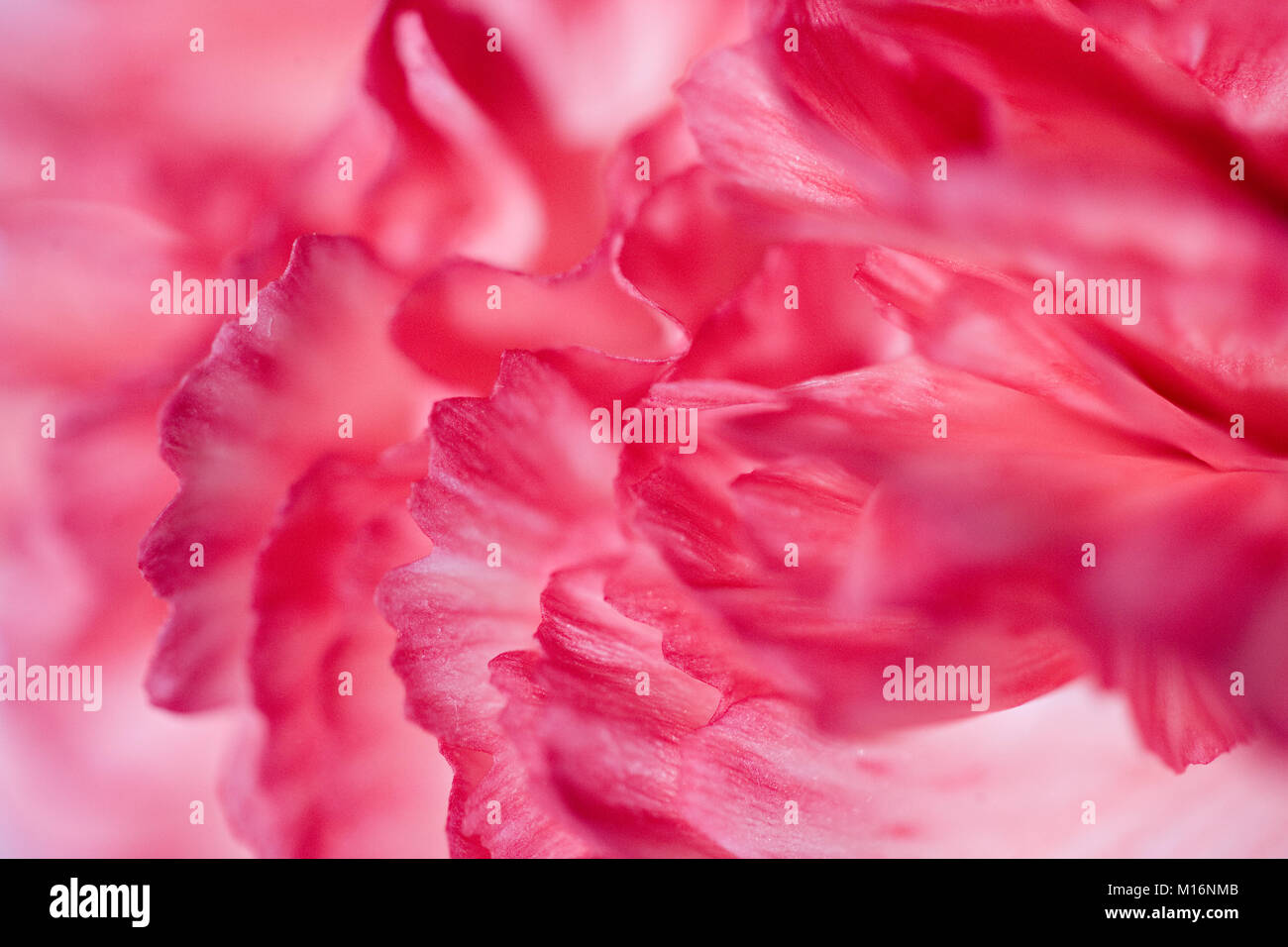Pink carnation flower petals in close up with selective focus Stock ...