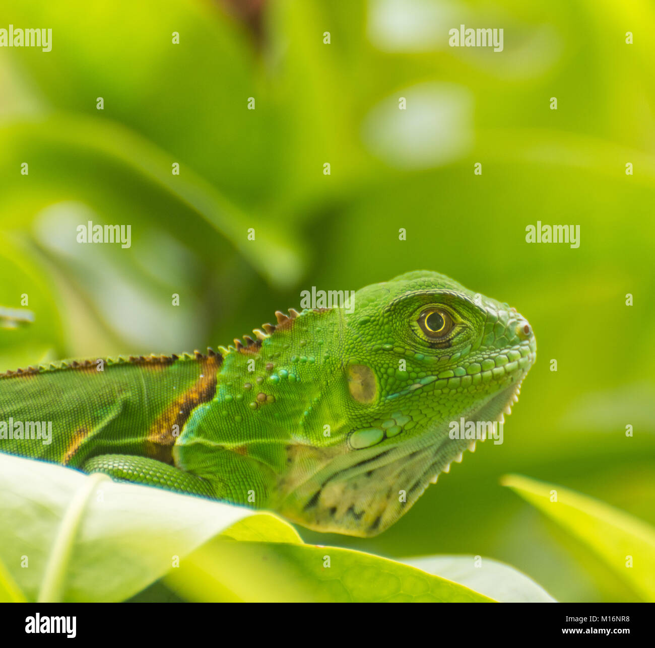 Small Green Iguana In Green Foliage Stock Photo - Alamy