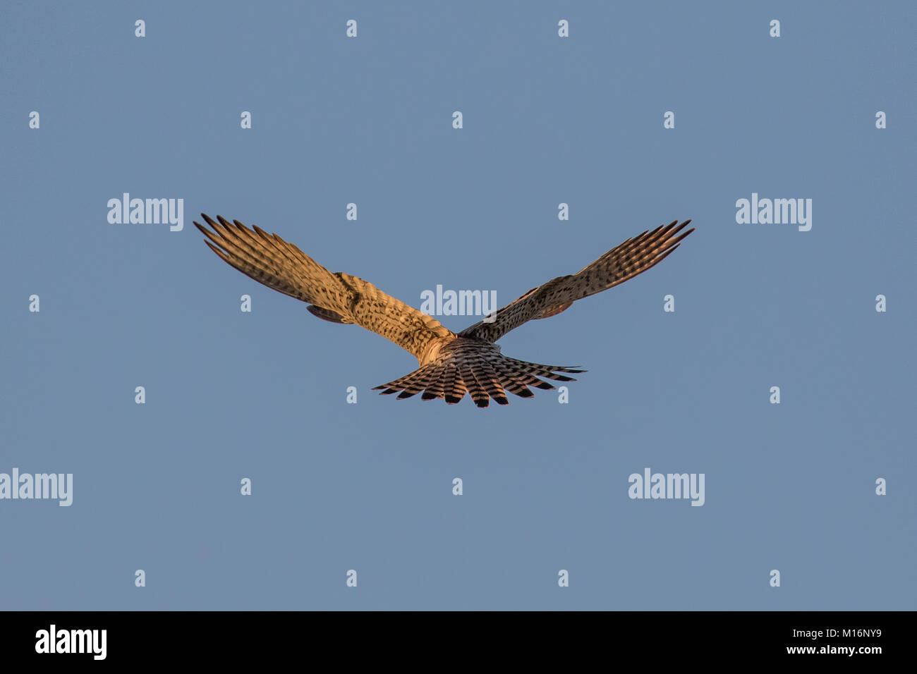 Kestrel ( Falco tinnunculus ). Rear view hovering Stock Photo - Alamy