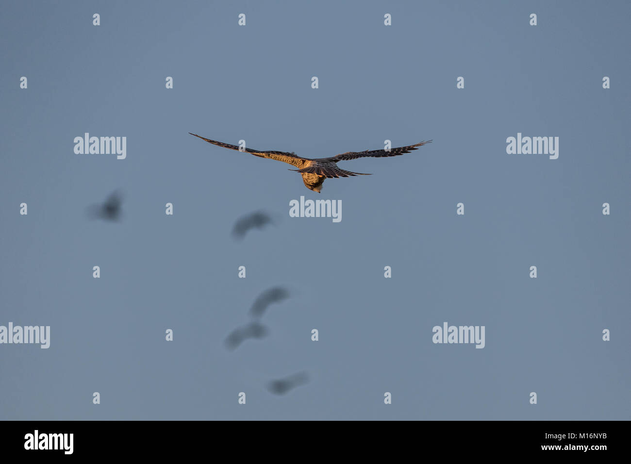 Back view kestrel hi-res stock photography and images - Alamy