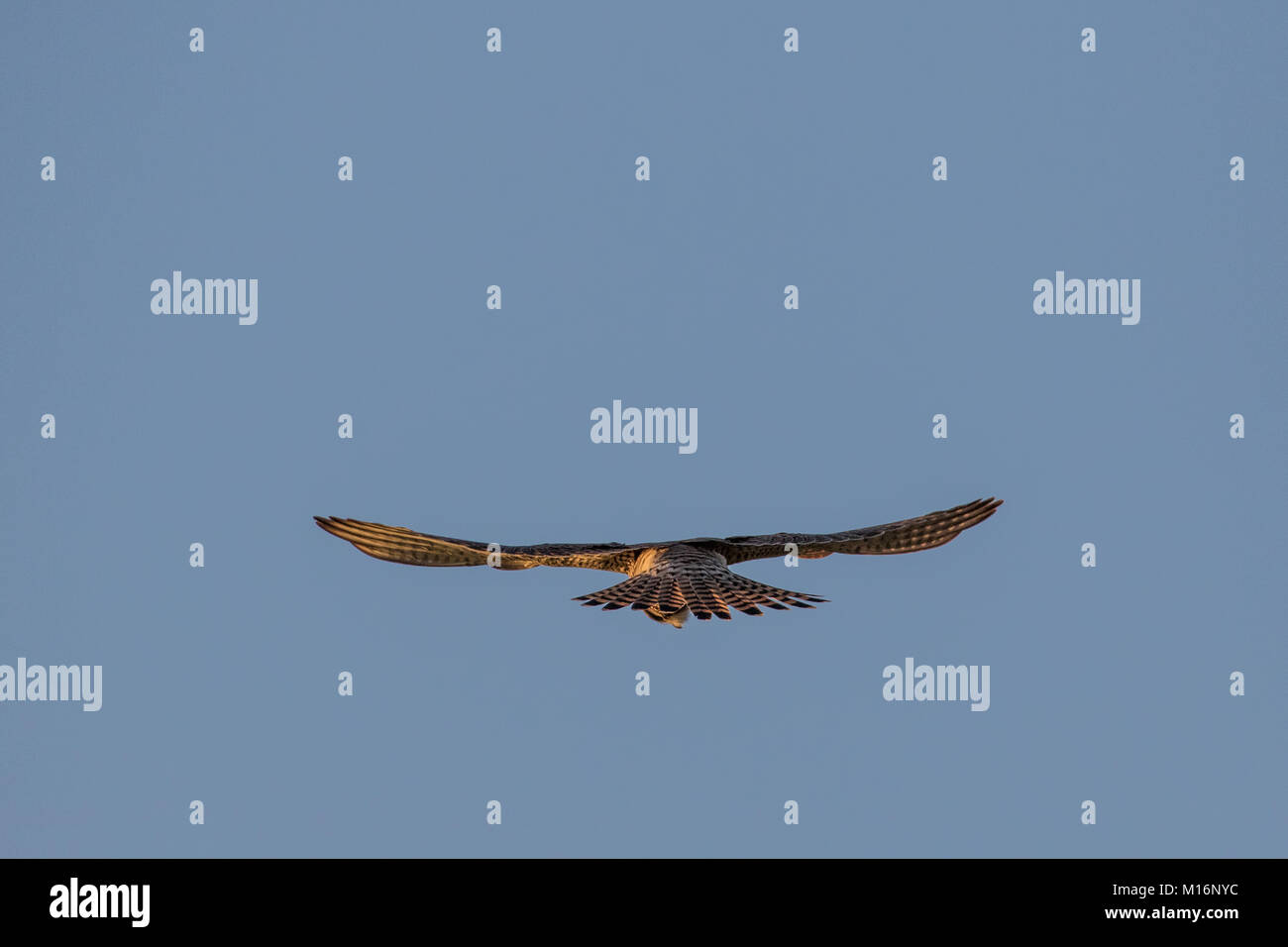 Back view kestrel hi-res stock photography and images - Alamy