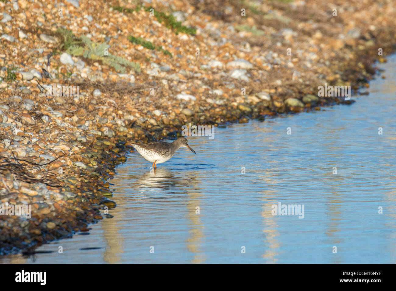 Redshank or common redshank (Tringa totanus Stock Photo - Alamy