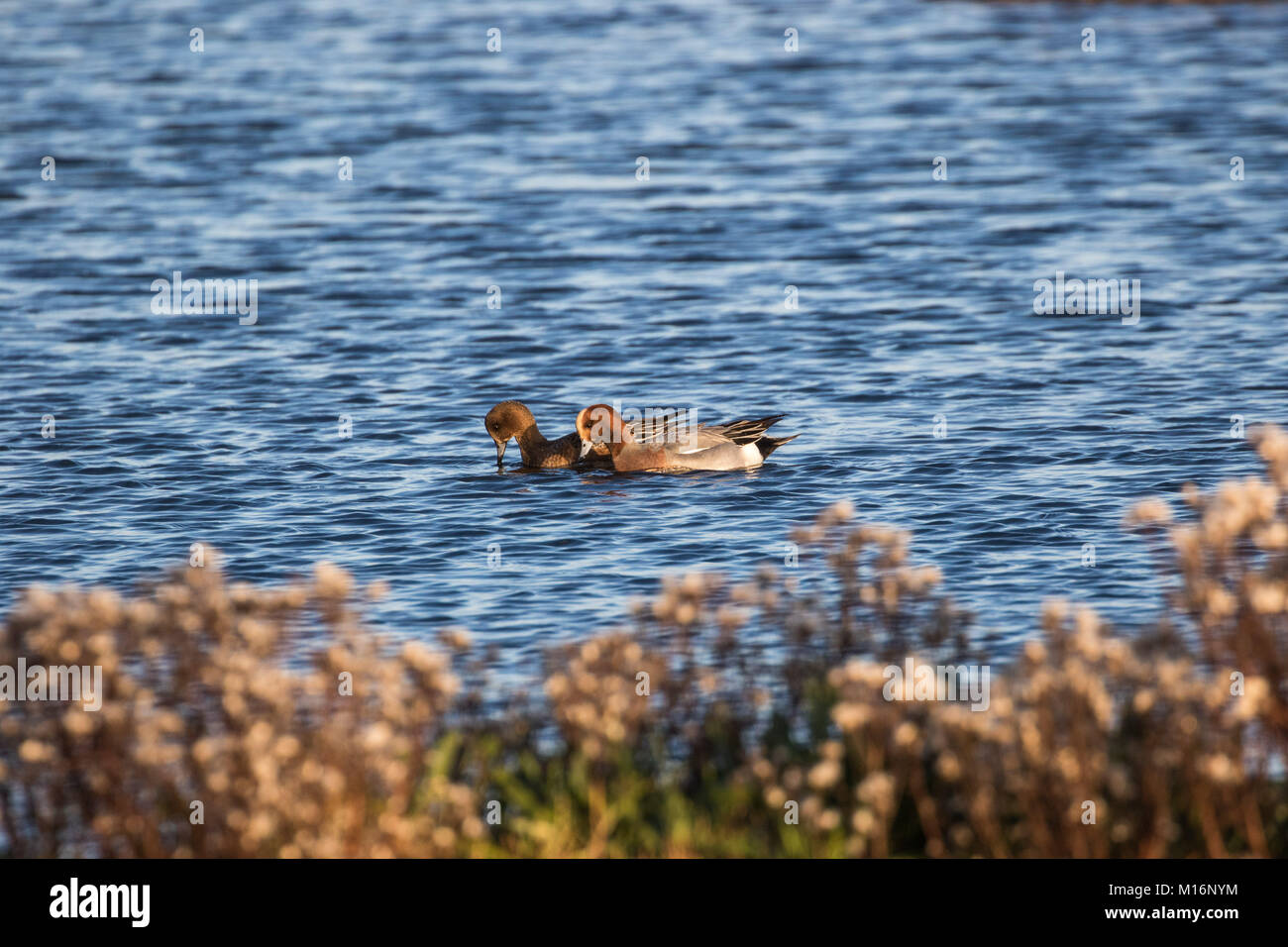 Preening wigeon anas penelope hi-res stock photography and images - Alamy