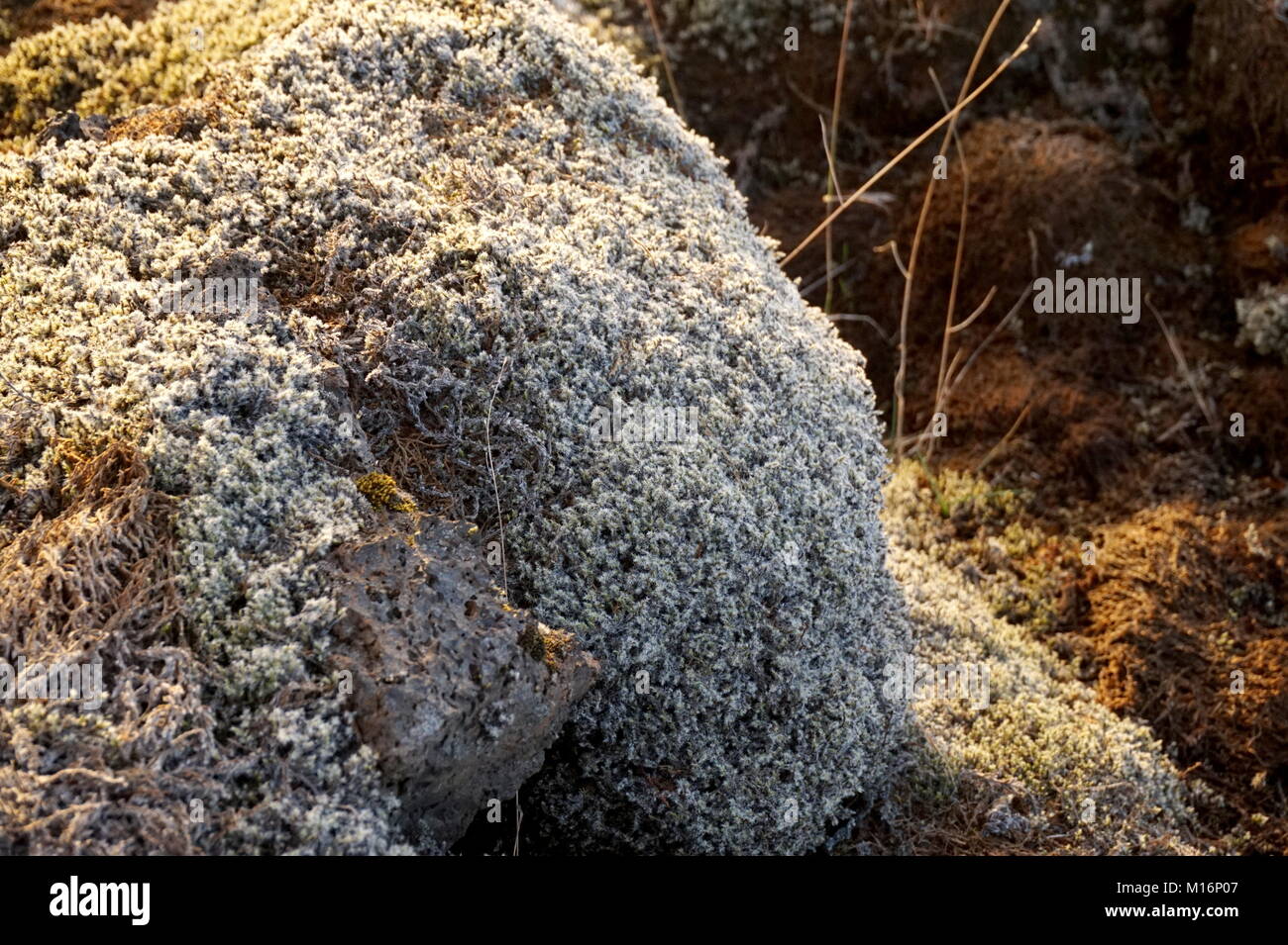 A lava field on the Southern Coast of Iceland with snow, ice, rocks and ...