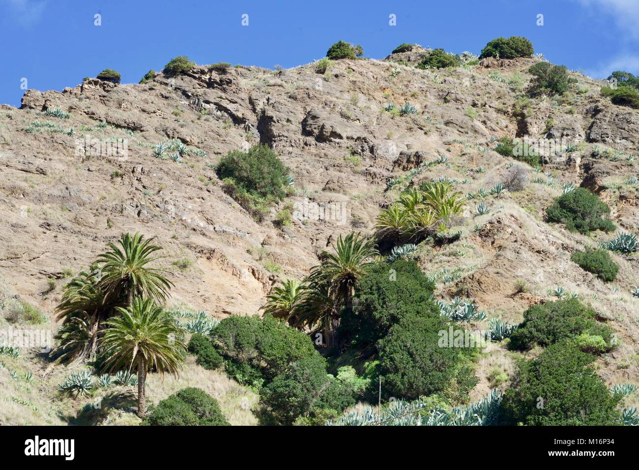 canary trees on a mountain of La Gomera Stock Photo - Alamy