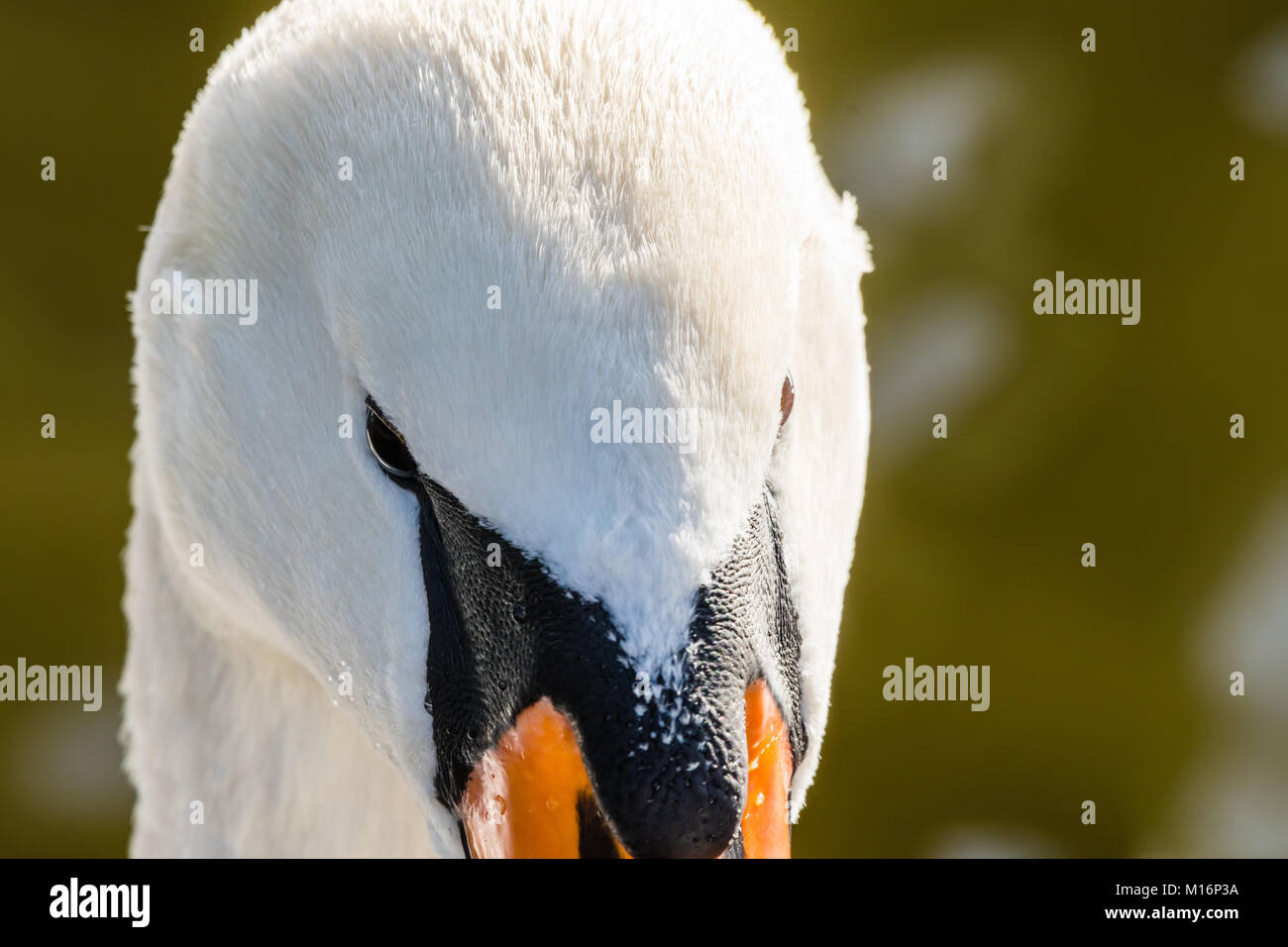 High detailed portrait of beautiful swan. Lake on smooth background ...