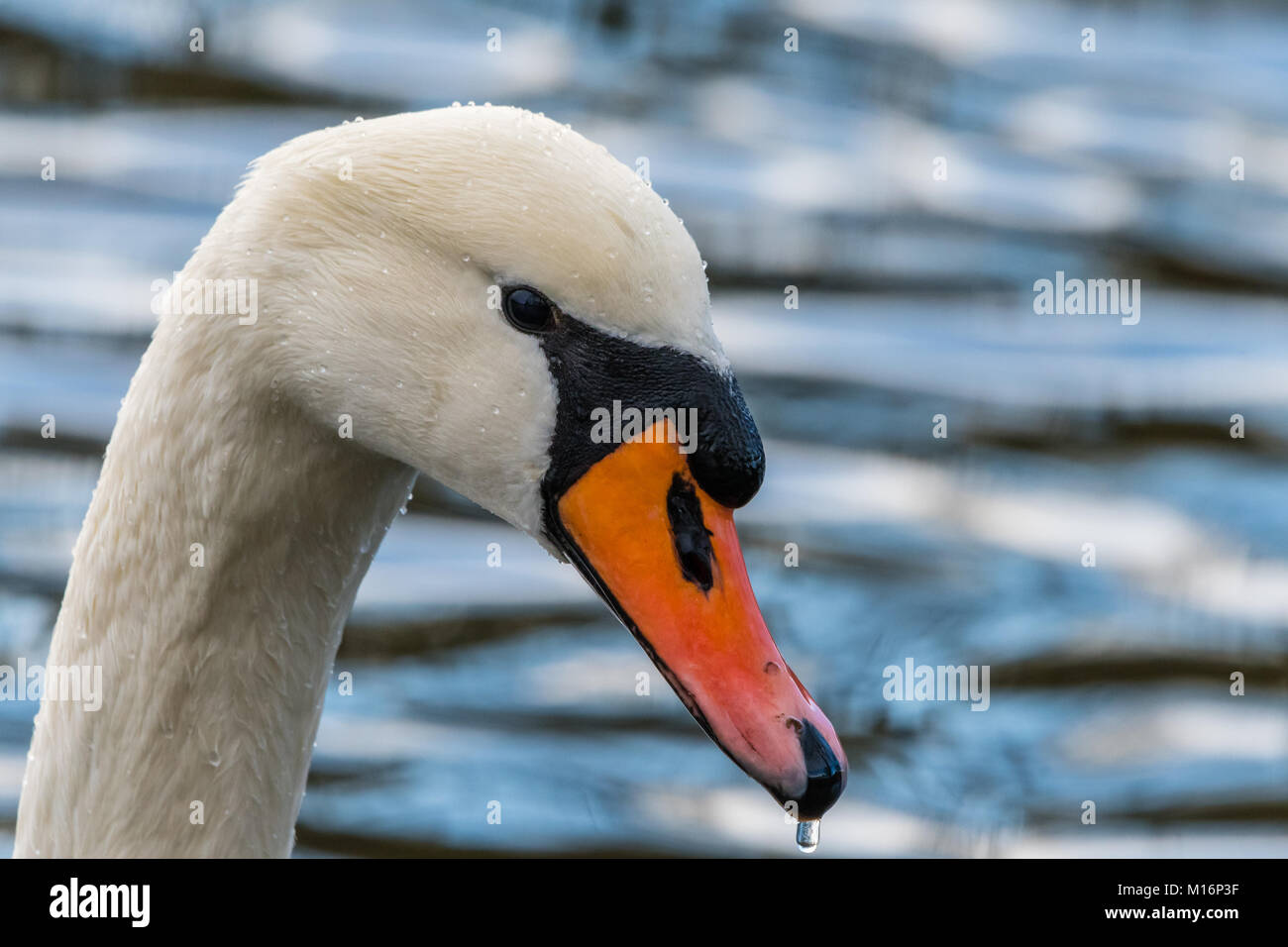 High detailed portrait of beautiful swan. Lake on smooth background ...