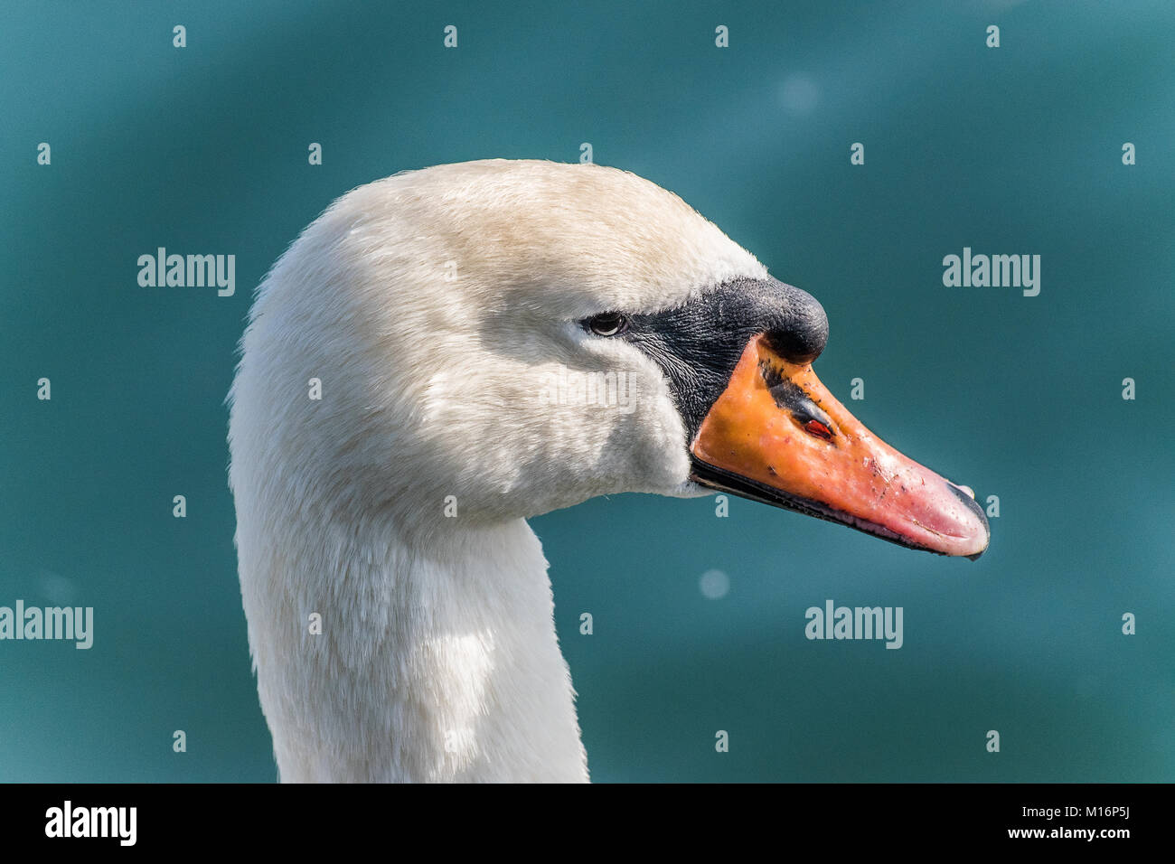 Swans eye hi-res stock photography and images - Alamy