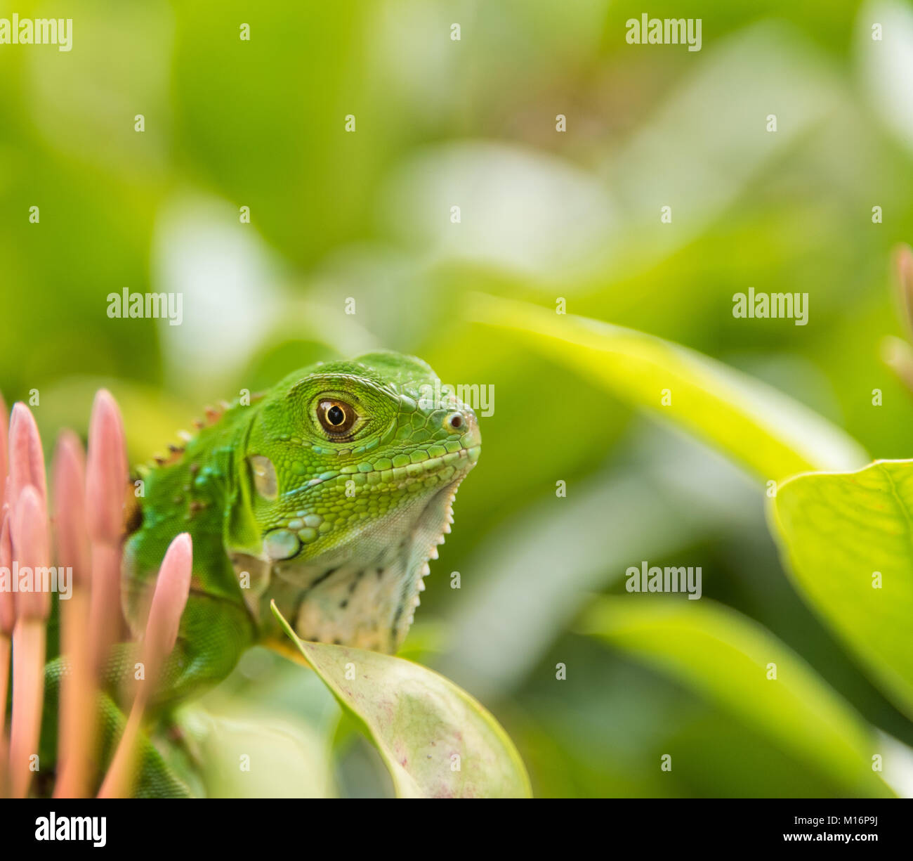 Small Green Iguana In Green Foliage Stock Photo - Alamy